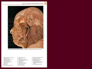 Head and Neck Anatomy Lec III & IV By Prof Behnam Jameie (NRC/IUMS) | PDF