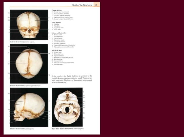 Head and Neck Anatomy Lec III & IV By Prof Behnam Jameie (NRC/IUMS) | PDF