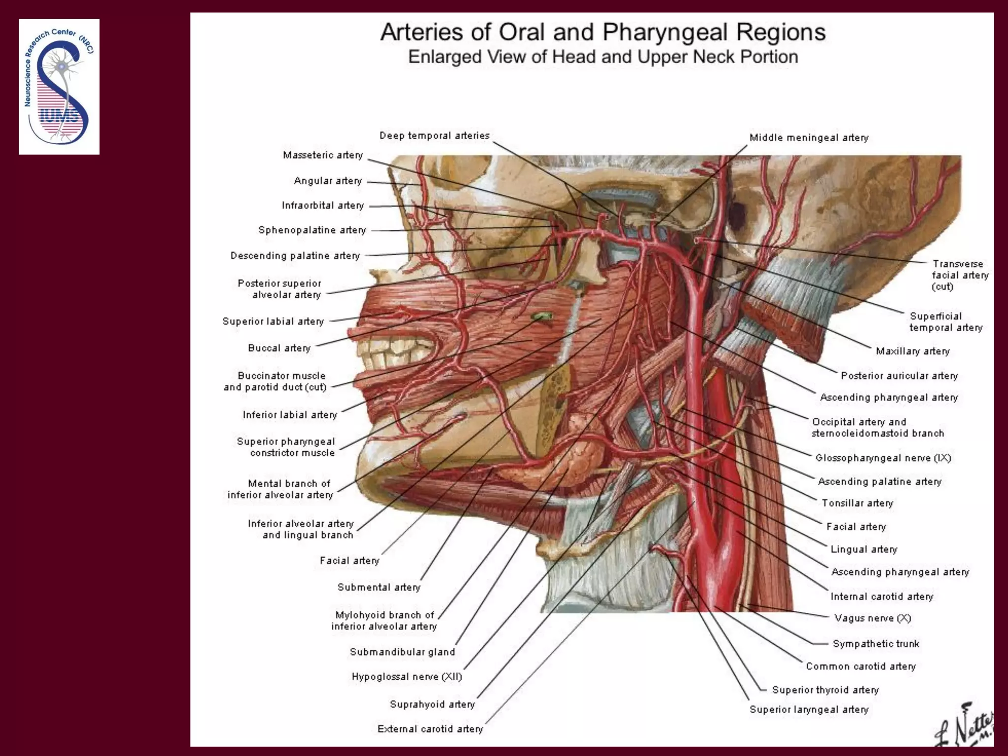 Head & neck anatomy session v & vi neck nerves and vesseles 18 08-99 | PDF