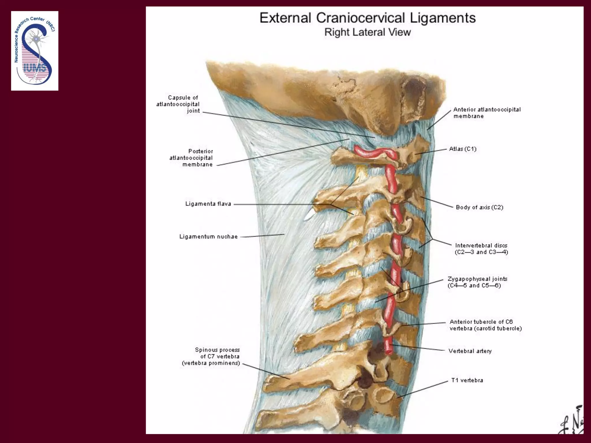 Head & neck anatomy session v & vi neck nerves and vesseles 18 08-99 | PDF