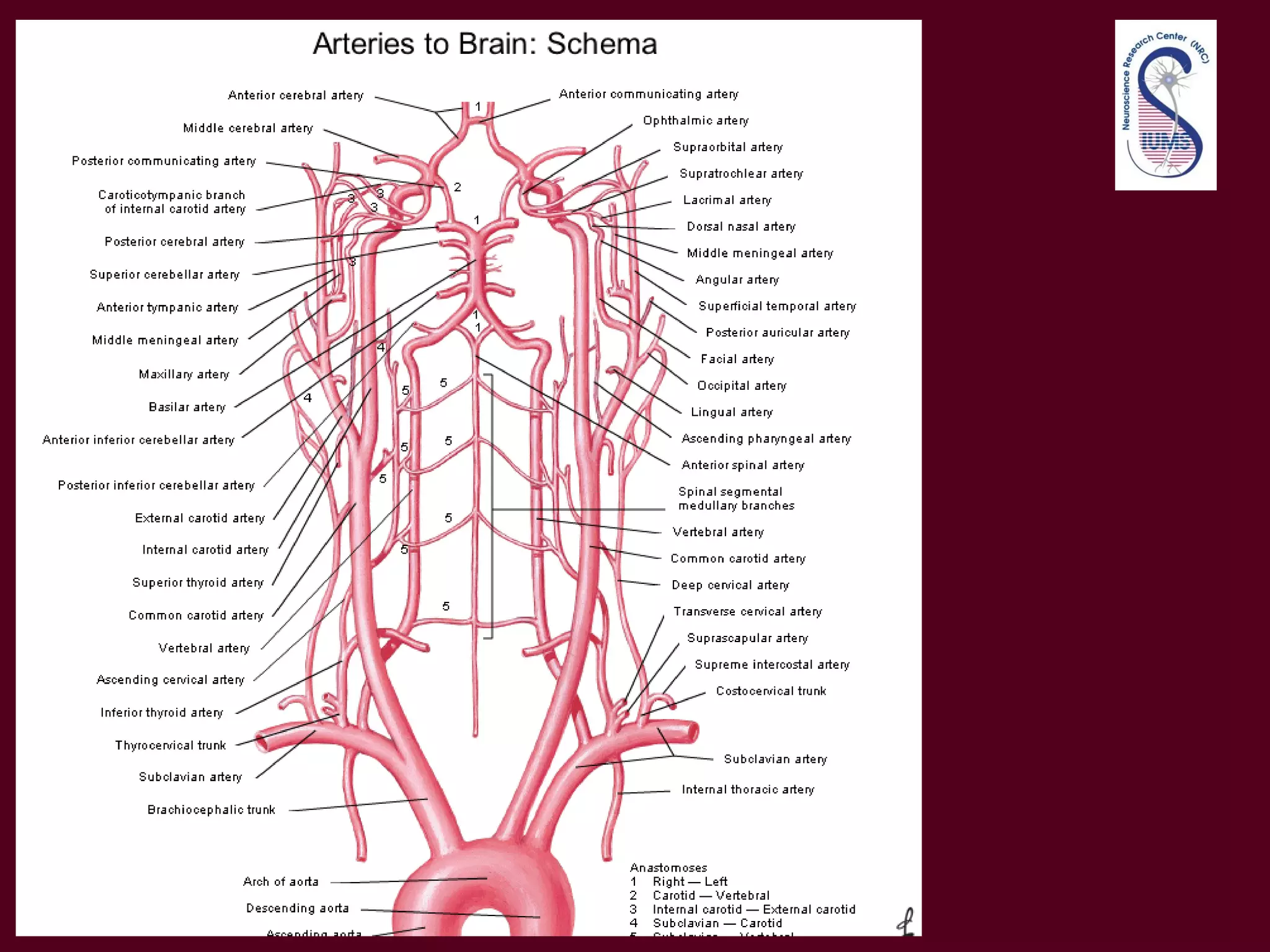 Head & neck anatomy session v & vi neck nerves and vesseles 18 08-99 | PDF
