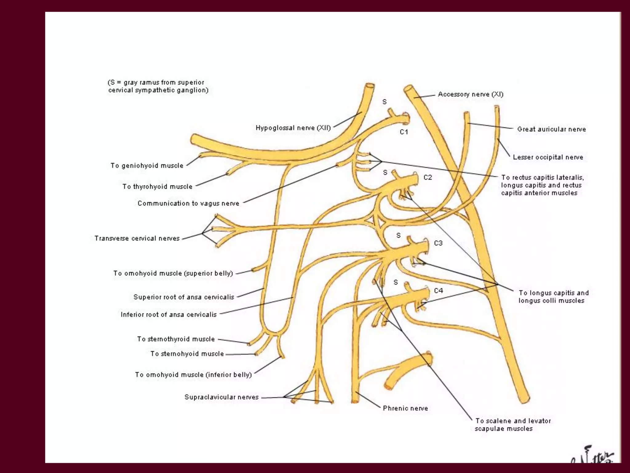 Head & neck anatomy session v & vi neck nerves and vesseles 18 08-99 ...