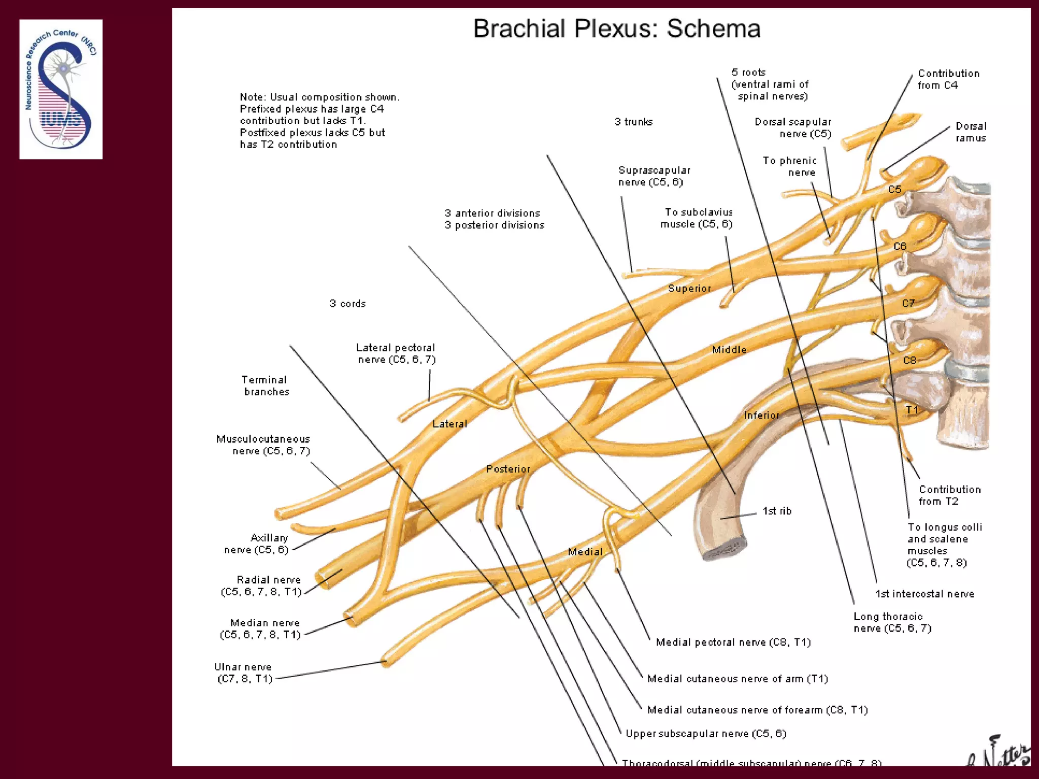 Head & neck anatomy session v & vi neck nerves and vesseles 18 08-99 ...