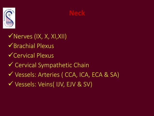 Head & neck anatomy session v & vi neck nerves and vesseles 18 08-99 | PDF