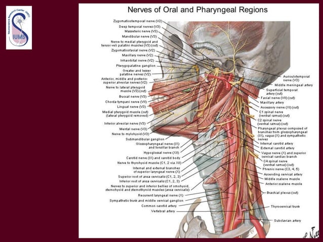Head & neck anatomy session v & vi neck nerves and vesseles 18 08-99 ...