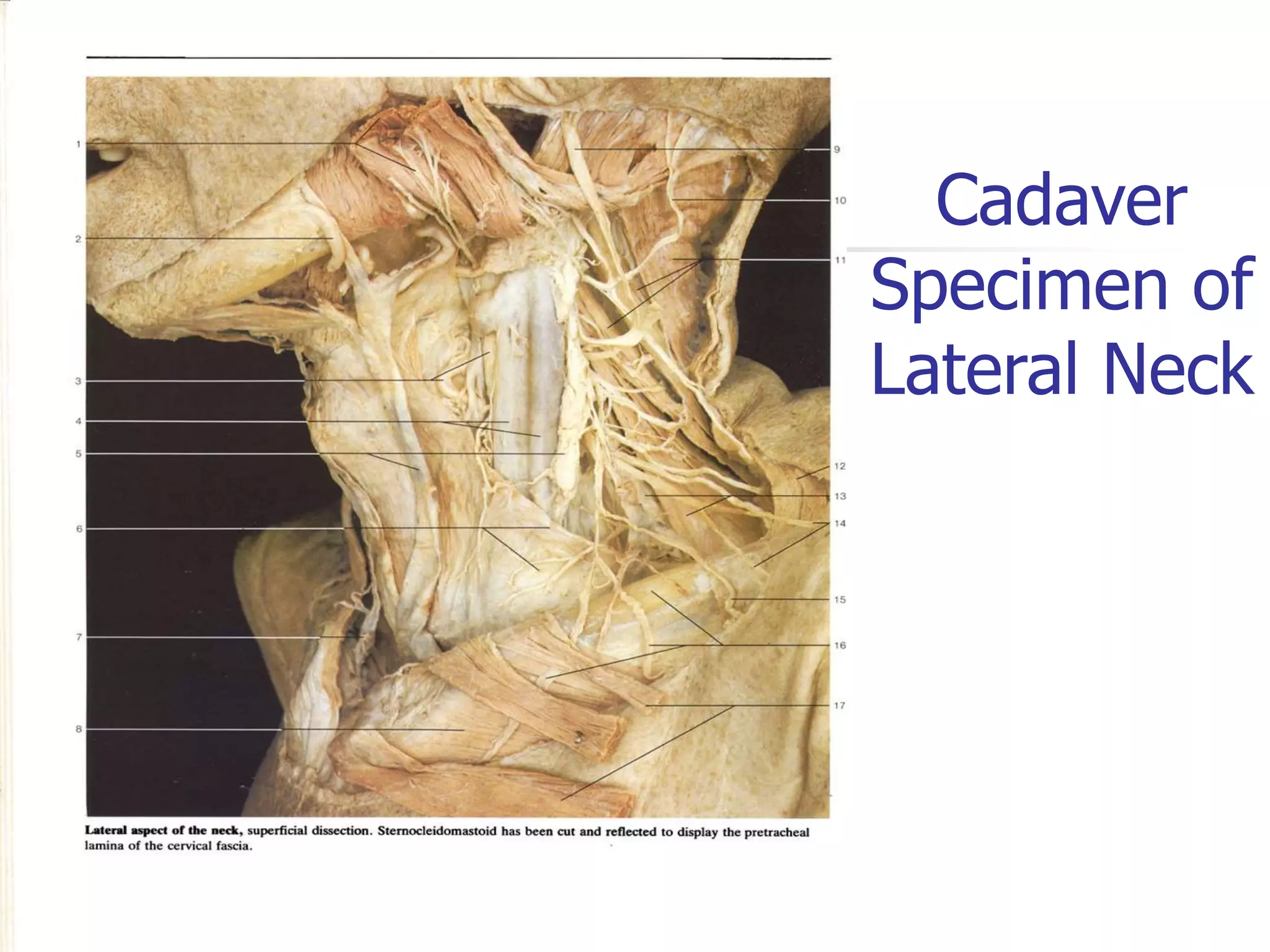 HeadNeckandOralCavity.ppt