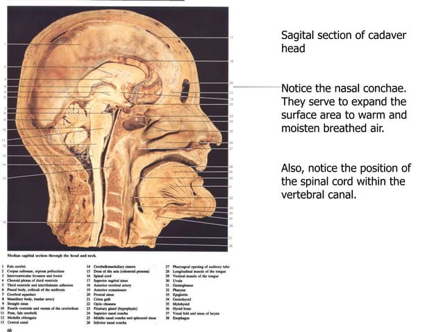 Introduction to Anatomy of Head Neck.ppt