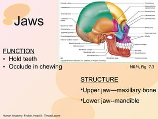 Head neck 2nd pharynx | PPT | Ear, Nose and Throat Conditions ...