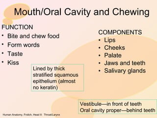 Head neck 2nd pharynx | PPT | Ear, Nose and Throat Conditions ...