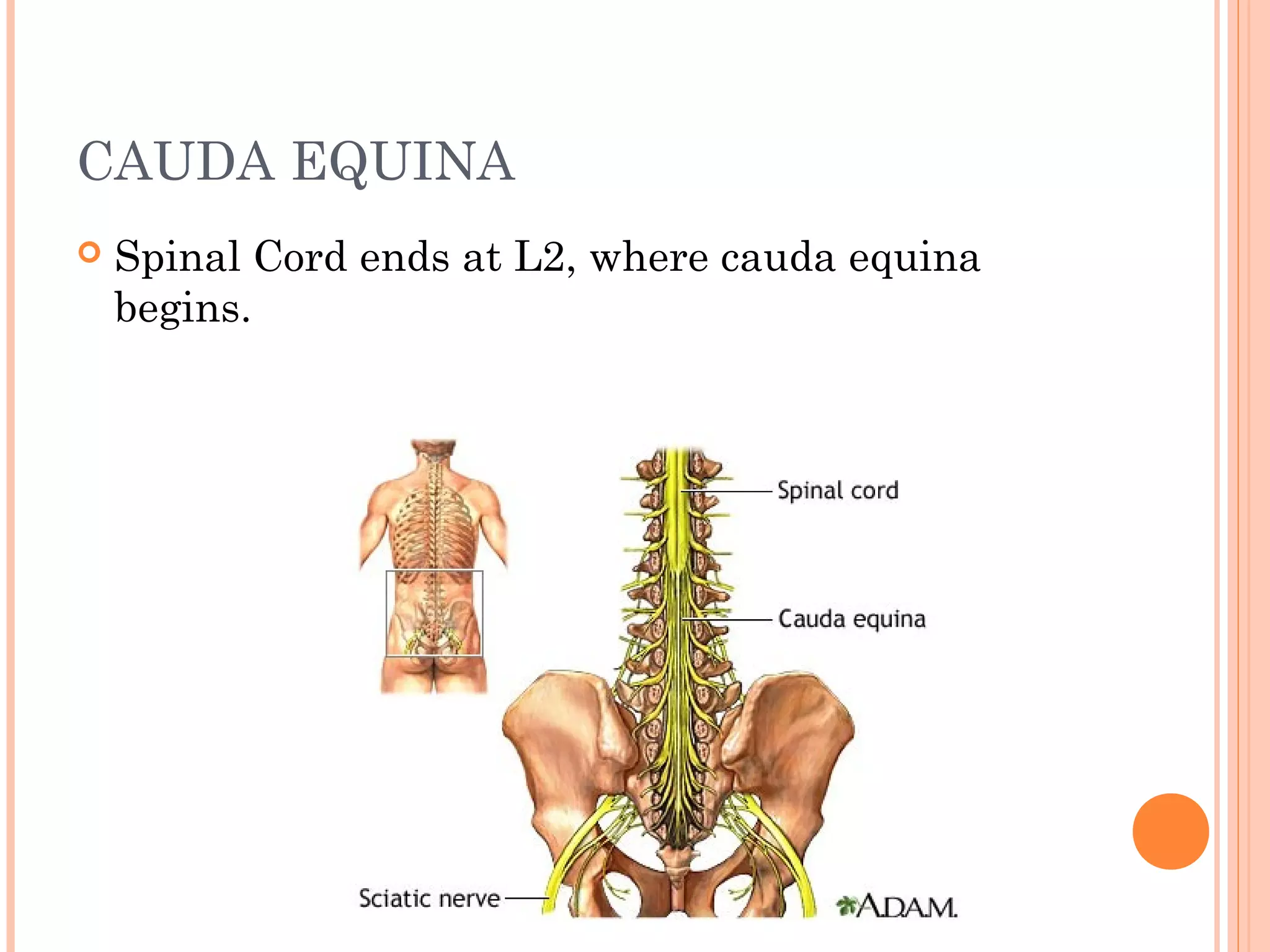 Head neck spine face.r f12 | PPT