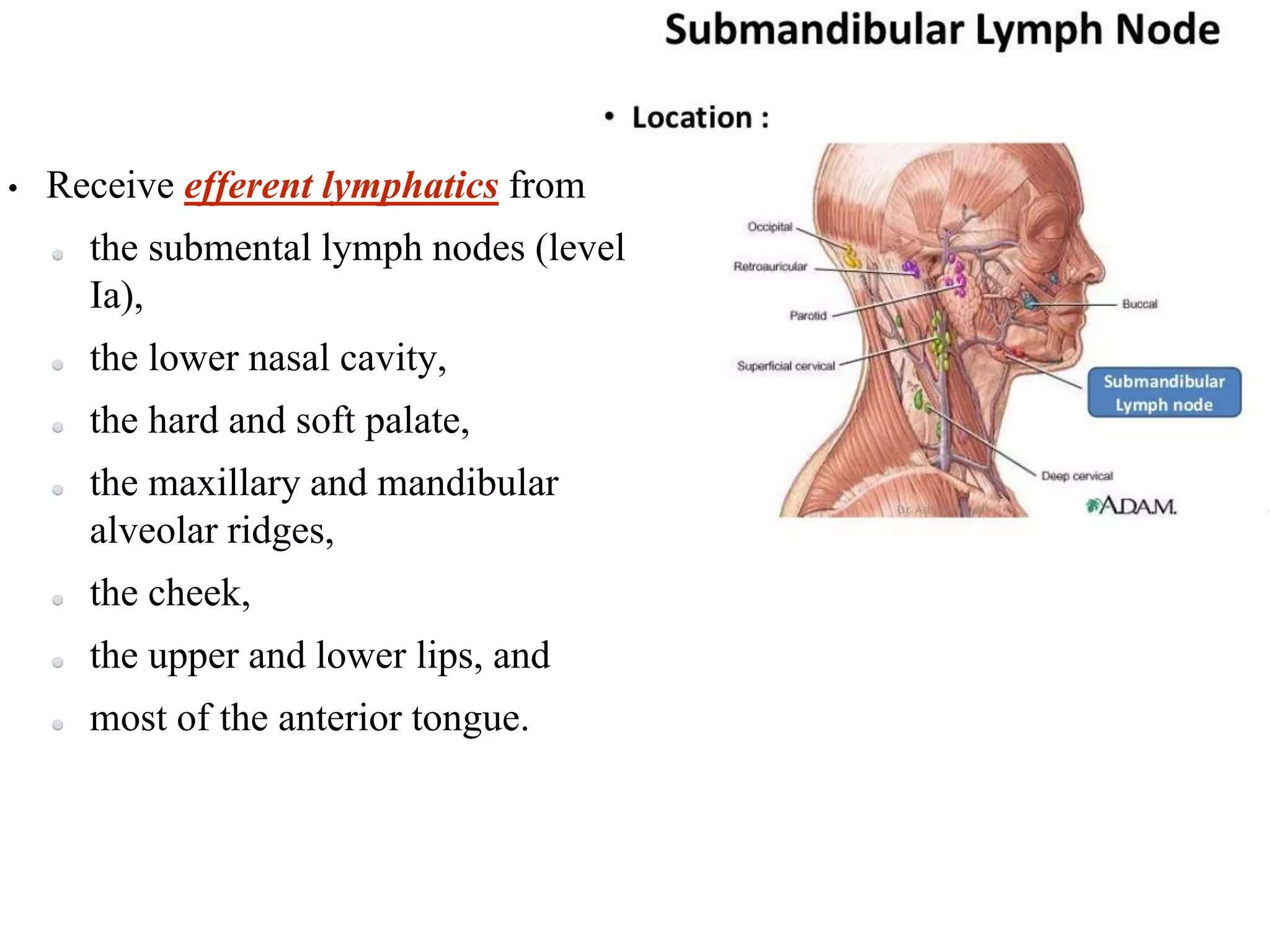 Head n neck nodal delineation ppt | PPTX