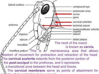 Head of Insect.pptx
