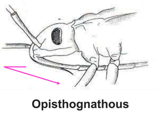 Head of Insect.pptx