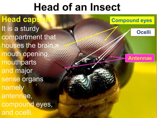 Head of Insect.pptx