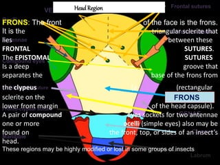 Head of Insect.pptx