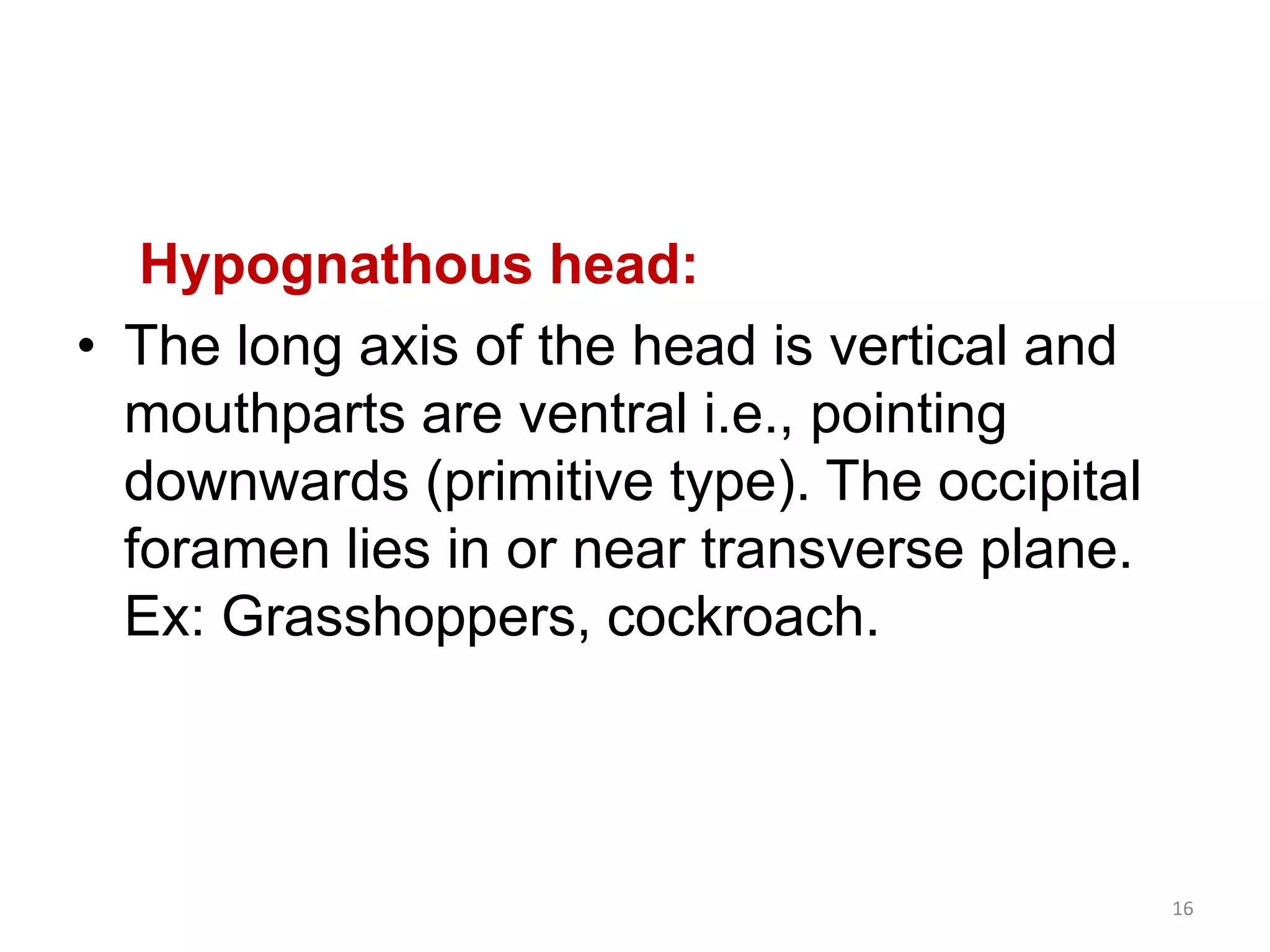 Insect head | PPTX