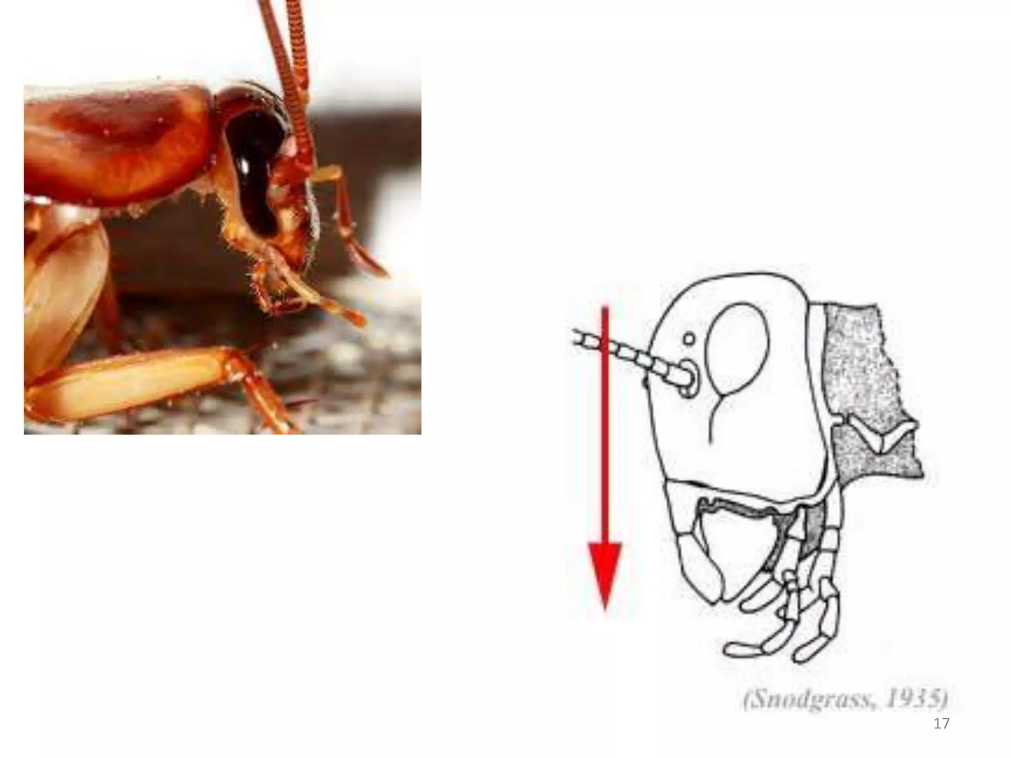 Insect head | PPTX