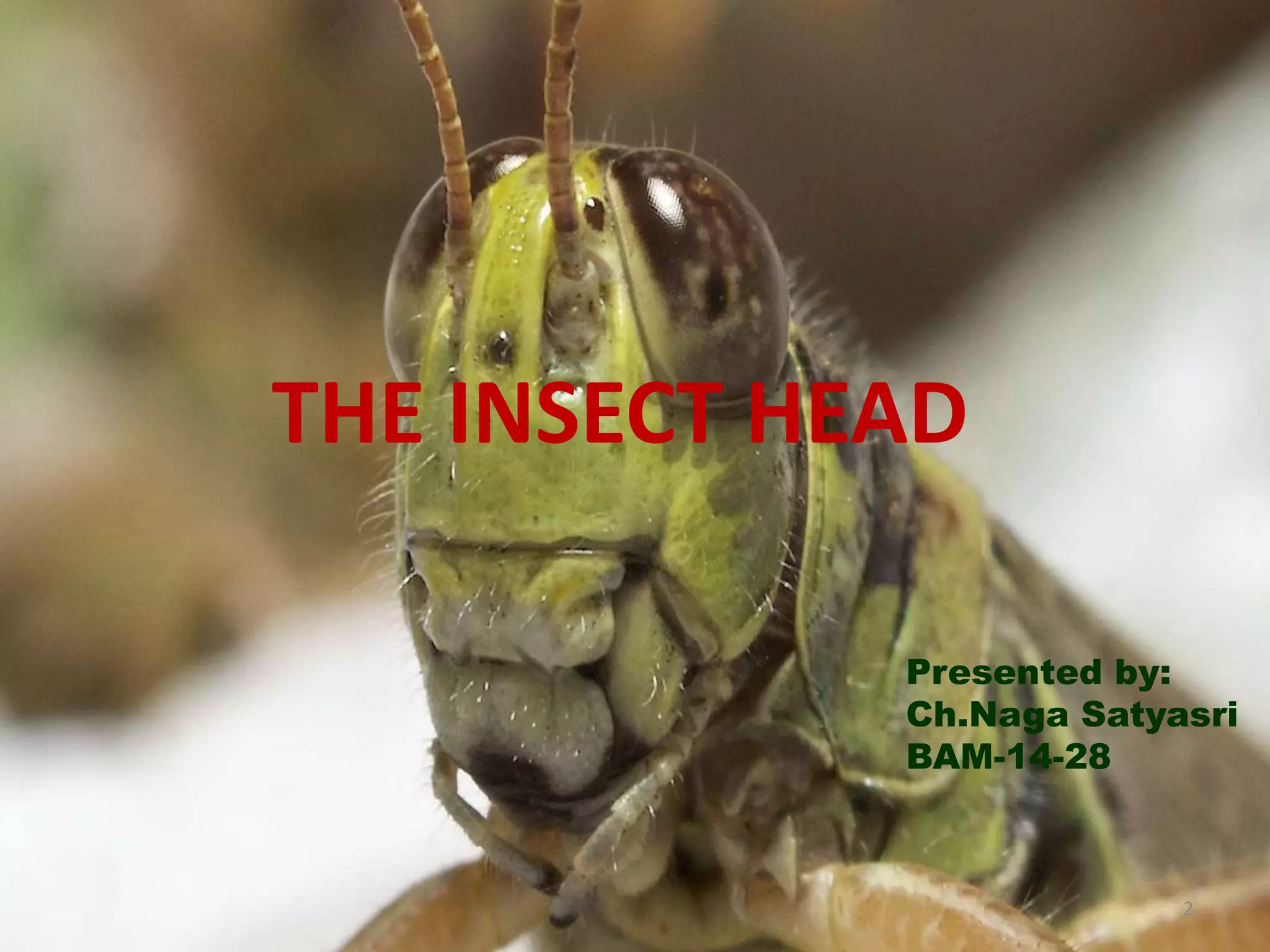 Insect head | PPTX