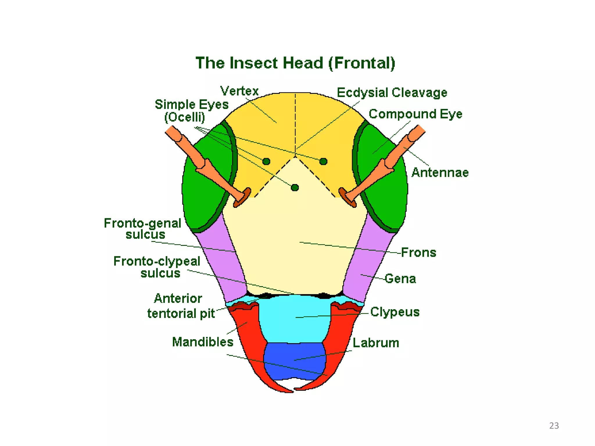 Insect head | PPTX