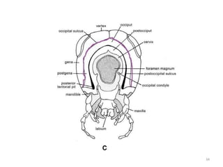 Insect Head Diagram