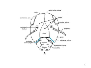 Insect Head Diagram