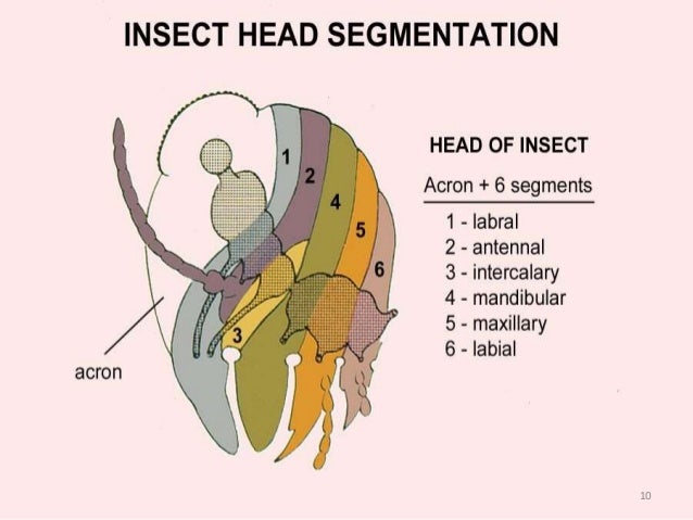 Insect head