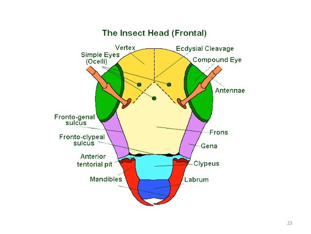 Insect head
