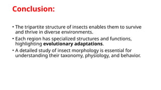 Structure of Head, Thorax and Abdomen in insects | PPTX