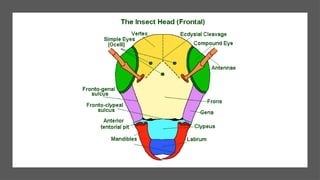 Structure of Head, Thorax and Abdomen in insects | PPTX