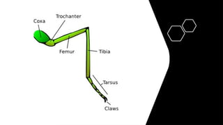 Structure of Head, Thorax and Abdomen in insects | PPTX