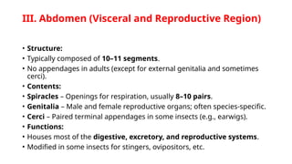 Structure of Head, Thorax and Abdomen in insects | PPTX