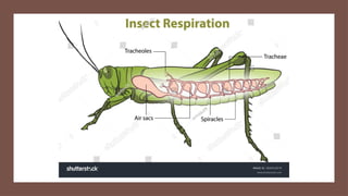 Structure of Head, Thorax and Abdomen in insects | PPTX