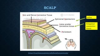 Head trauma for general practitioners | PPT