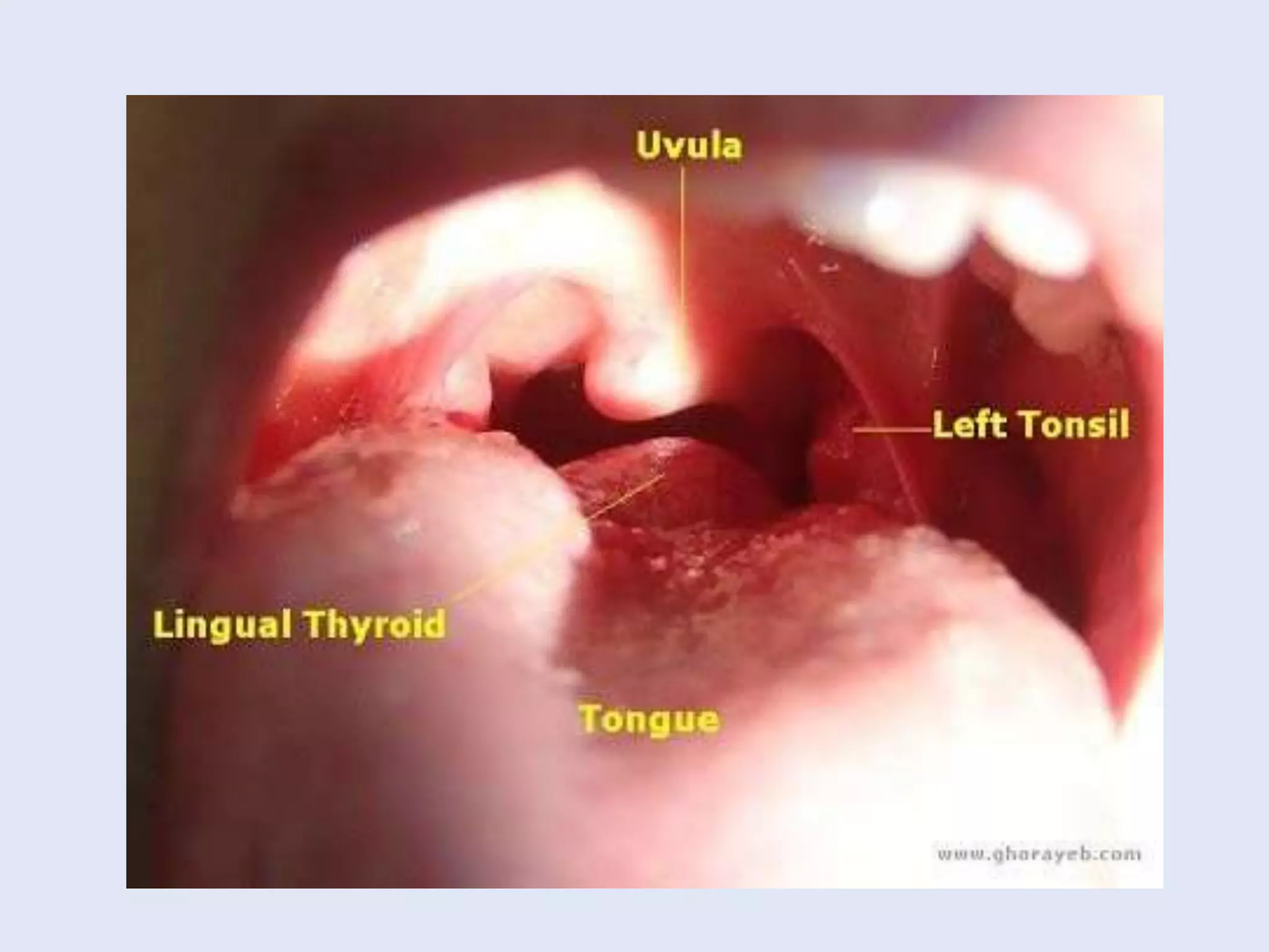 Heair grouth cycal and oral cavity and skin (1) | PPTX