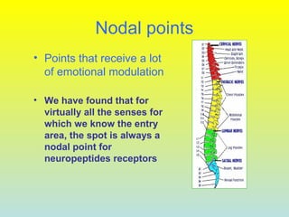 Healing Brain Psychoneuroimmunology | PPT