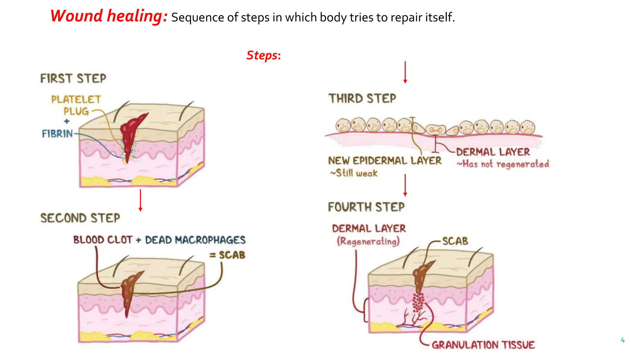 healing of extraction socket power point presentation | PPTX