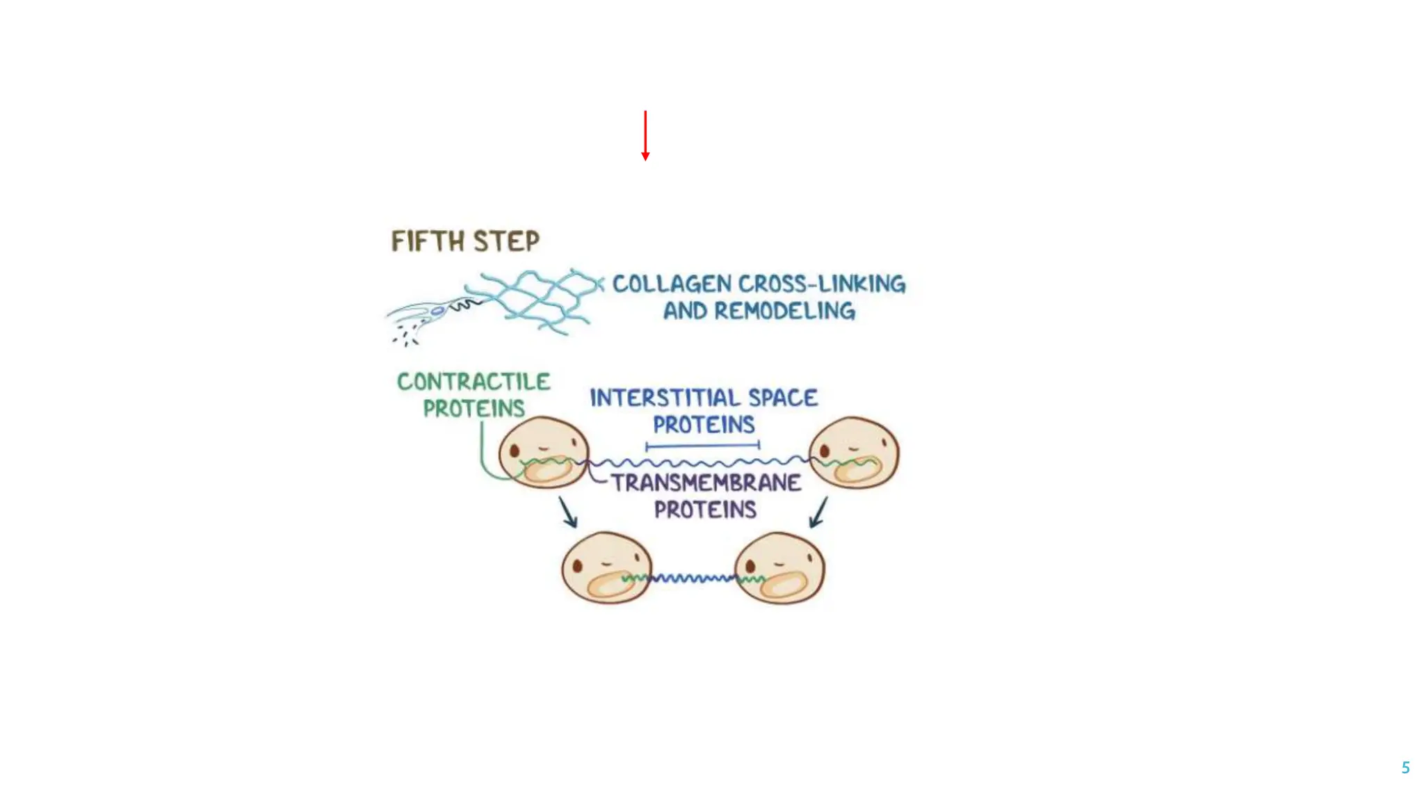 healing of extraction socket power point presentation | PPTX