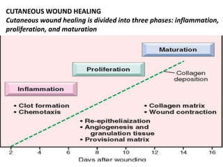 Healing and repair | PPT