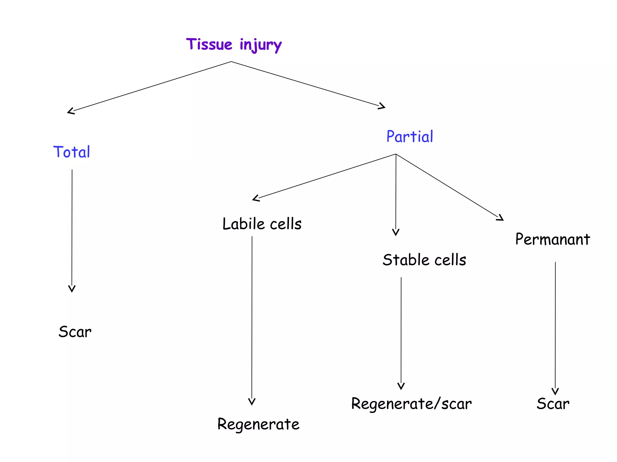 Healing and repair | PPT