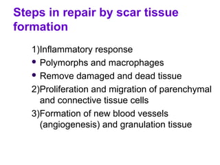 Healing and repair | PPT