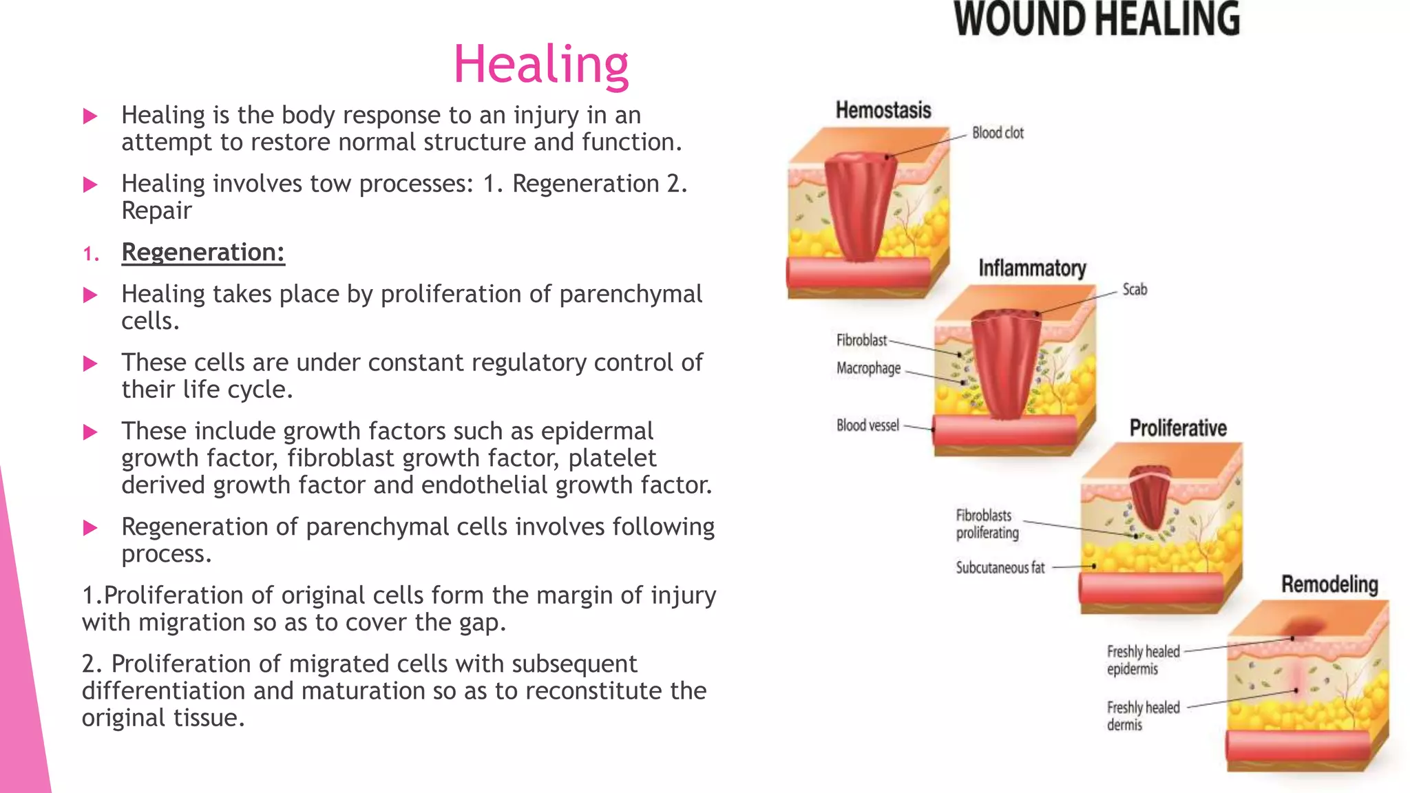 Healing and wound contraction in inflammation | PPTX