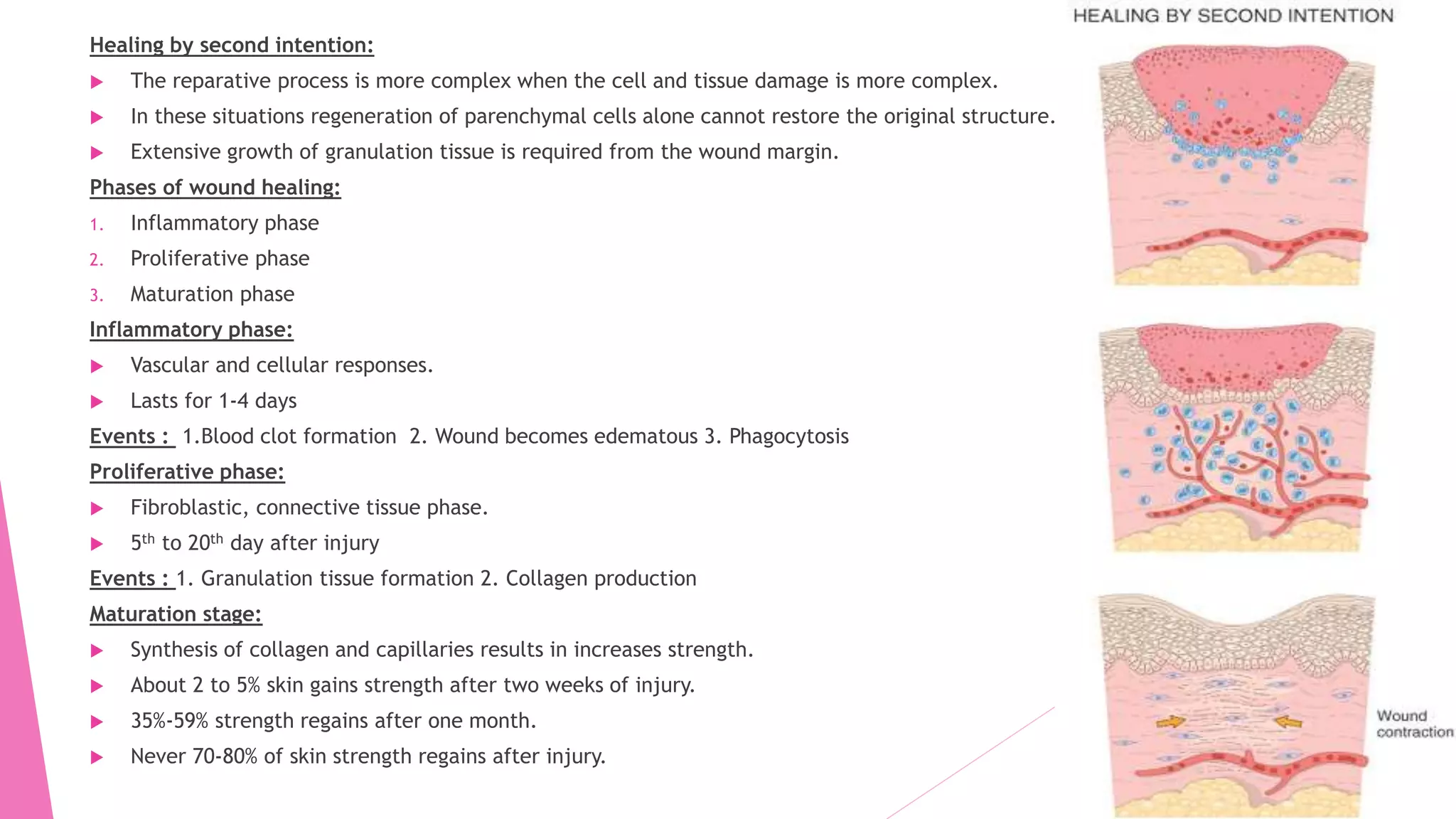 Healing and wound contraction in inflammation | PPTX