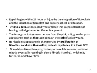 Comprehensive Overview of Tissue Repair, Cell Regeneration, and ...