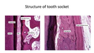Healing of Fracture and Tooth Extraction Socket.pdf