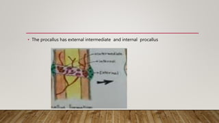 Healing of tissues | PPT