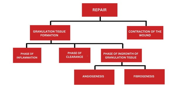 healing regeneration and repair mechanism.pptx
