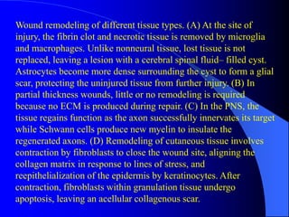 Pathology of Healing & repair | PPTX