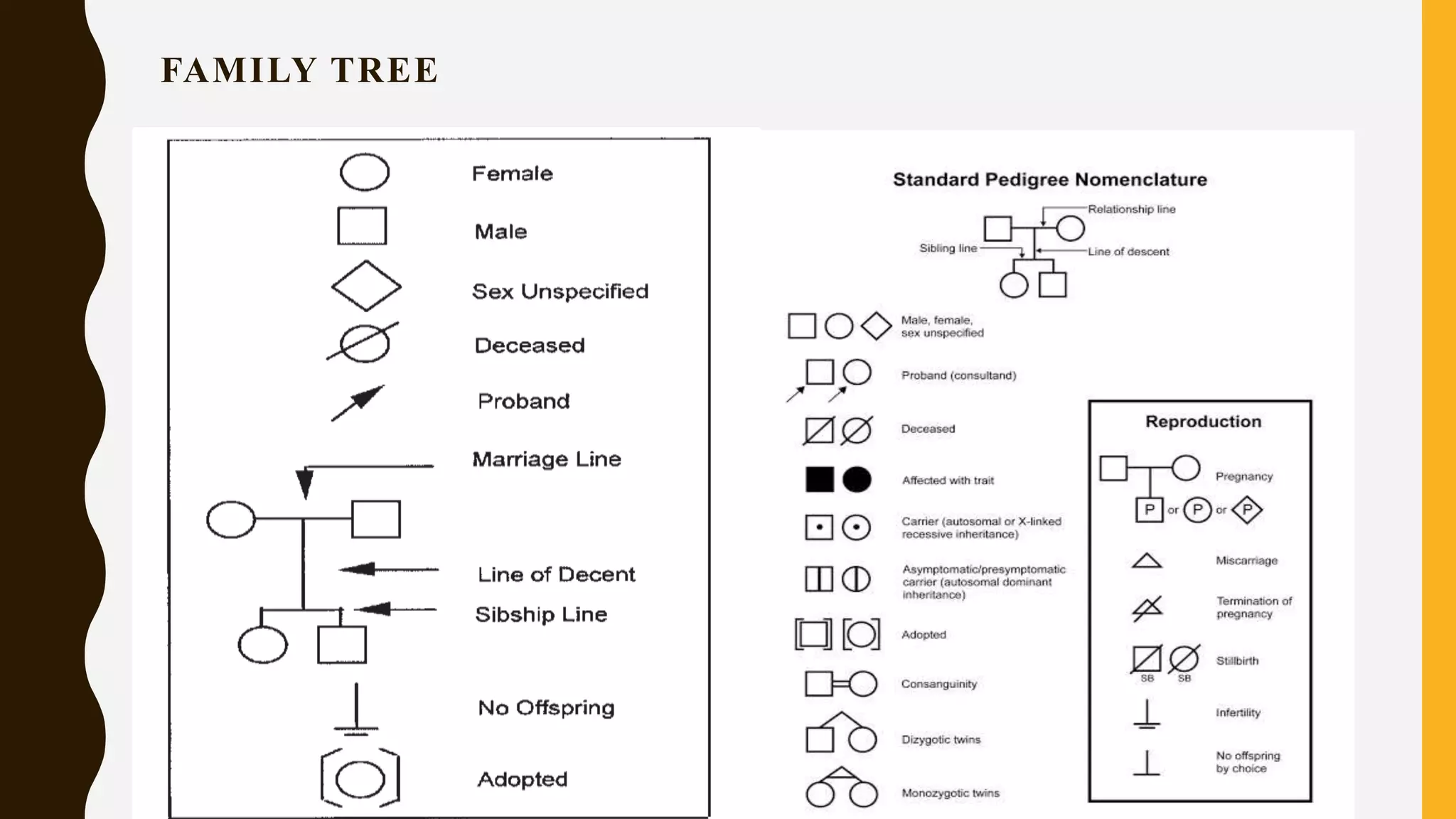 Health assessment | PPTX