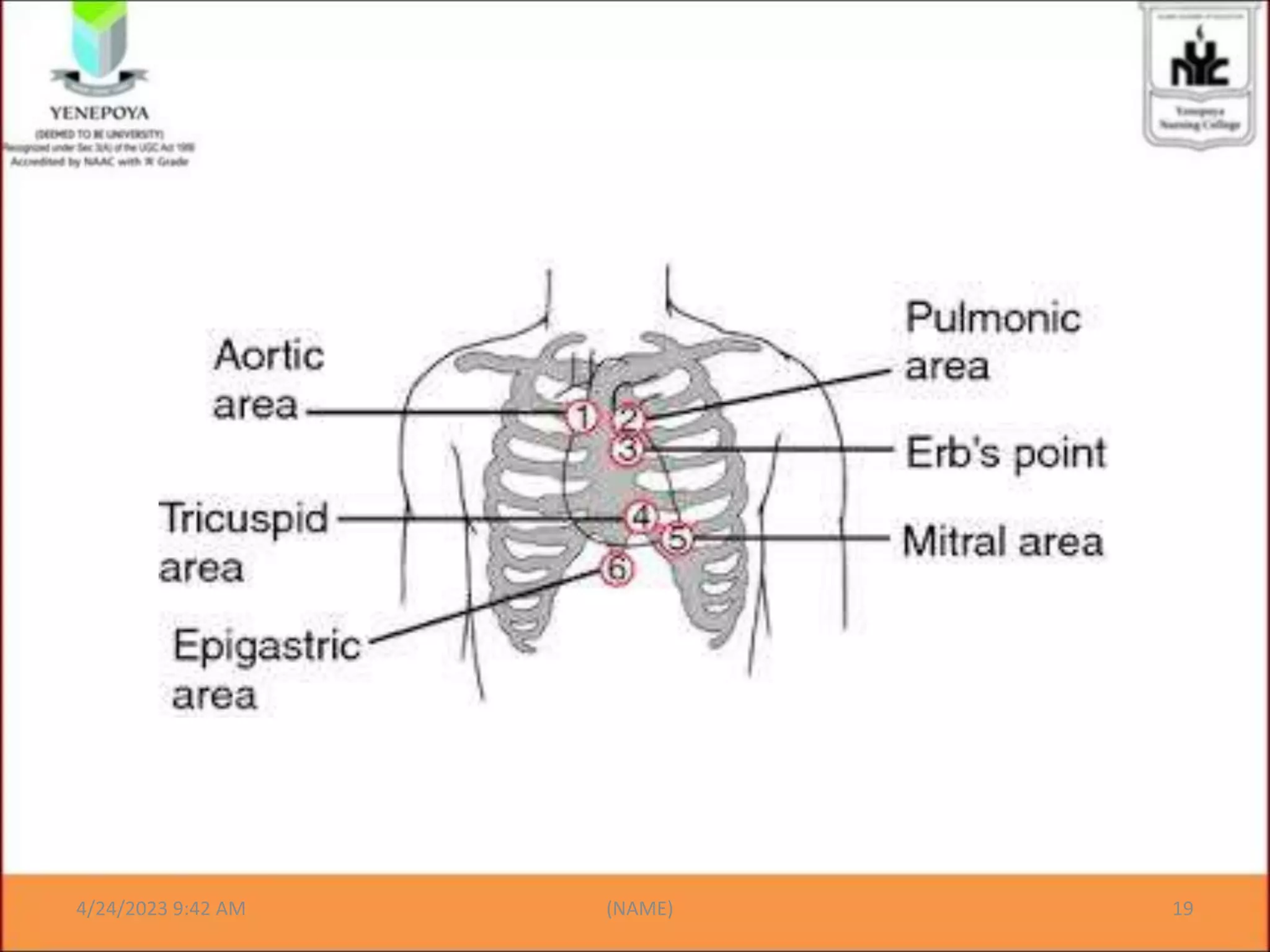 Health Assessment -Anterior chest , heart , abdomen examination.ppt