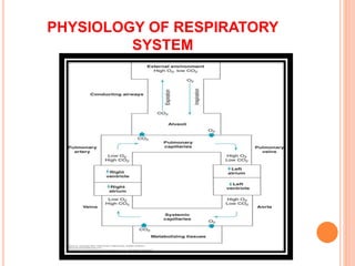 Respiratory System Flow Chart For Kids
